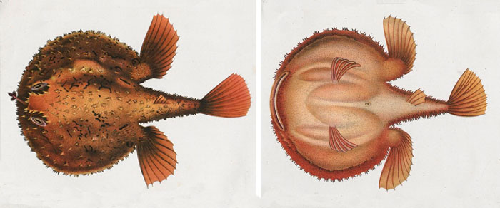 빨강부치(Starry handfish). Halieutaea stellata