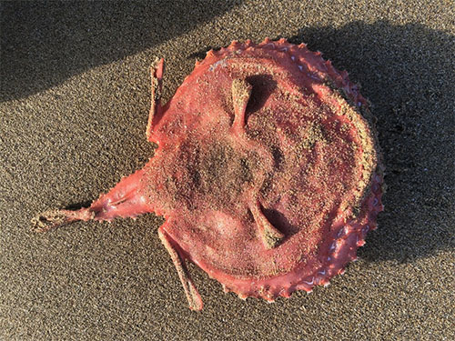 빨강부치(Starry handfish). Halieutaea stellata