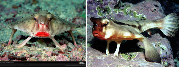 빨강부치(Starry handfish). Halieutaea stellata