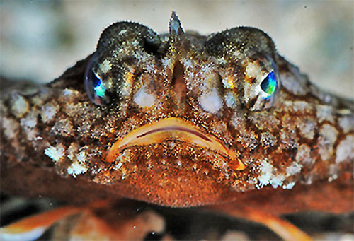 꼭갈치(Yellow triangular batfish). Malthopsis lutea