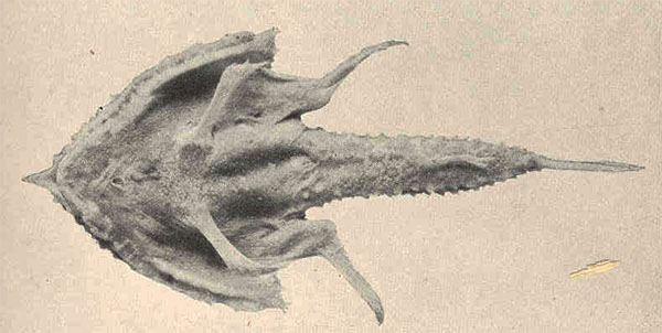 꼭갈치(Yellow triangular batfish). Malthopsis lutea