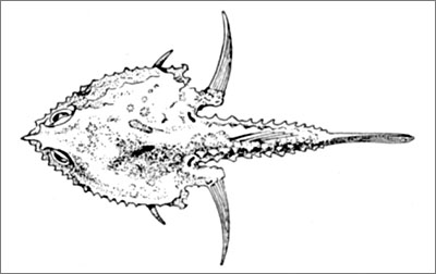 꼭갈치(Yellow triangular batfish). Malthopsis lutea