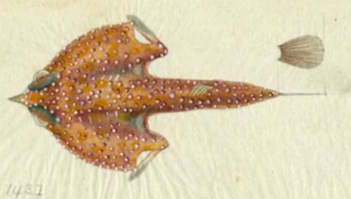 꼭갈치(Yellow triangular batfish). Malthopsis lutea