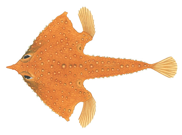 꼭갈치(Yellow triangular batfish). Malthopsis lutea