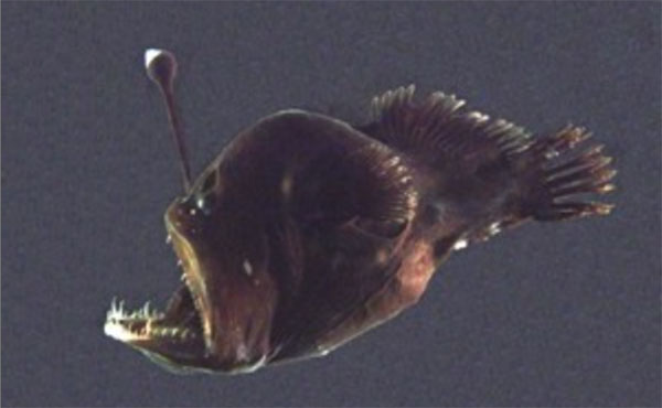 머레이스 심해아귀(Murray's abyssal anglerfish). Melanocetus murrayi