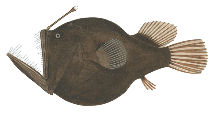 머레이스 심해아귀(Murray's abyssal anglerfish). Melanocetus murrayi