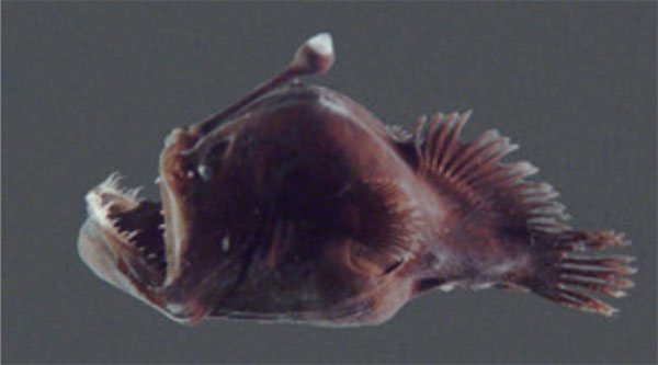 머레이스 심해아귀(Murray's abyssal anglerfish). Melanocetus murrayi