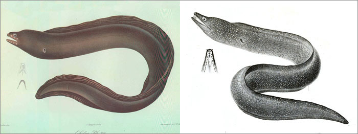 곰치과 Family Muraenidae(Moray eels).