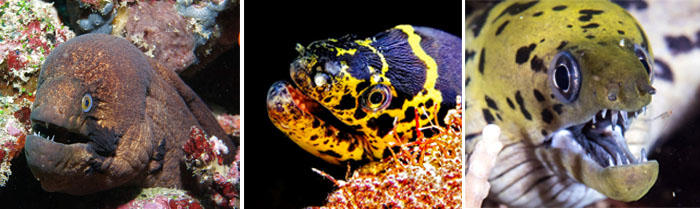 곰치과 Family Muraenidae(Moray eels).