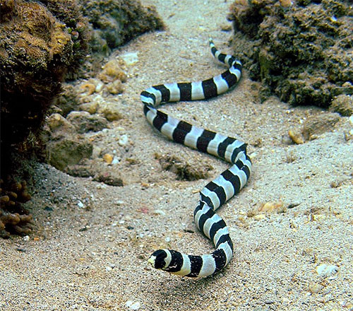 바다뱀과 Family Ophichthidae(Snake eels).