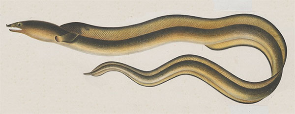 바다뱀과 Family Ophichthidae(Snake eels).