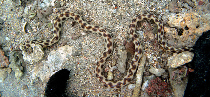 바다뱀과 Family Ophichthidae(Snake eels).