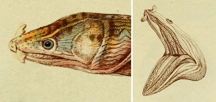 바다뱀과 Family Ophichthidae(Snake eels).