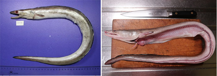 갯장어과 Family Muraenesocidae