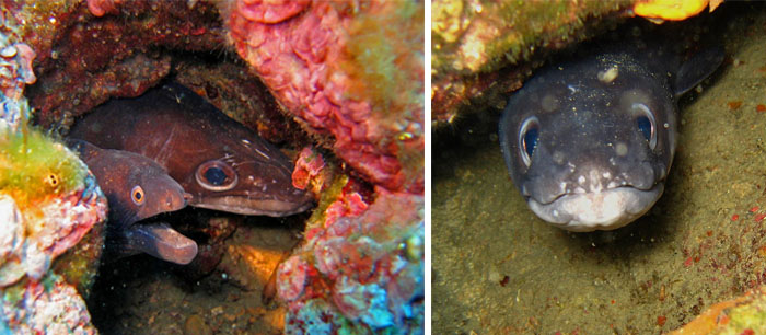 붕장어과 Family Congridae(Conger and garden eels).