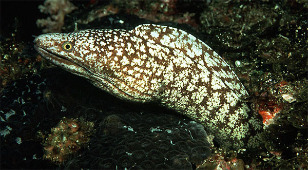 곰치(Kidako moray). Gymnothorax kidako