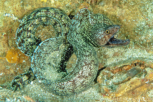 곰치(Kidako moray). Gymnothorax kidako