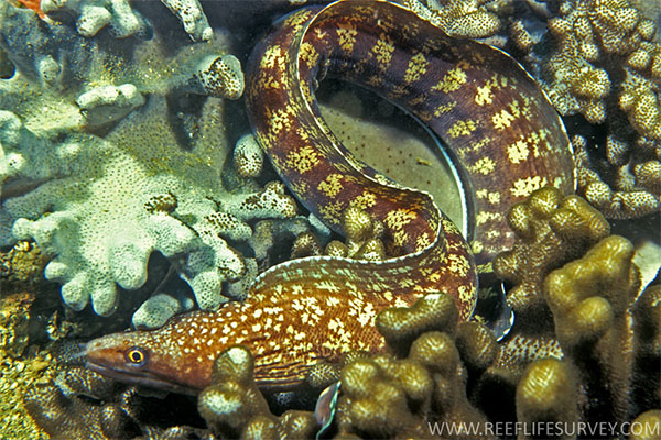 곰치(Kidako moray). Gymnothorax kidako