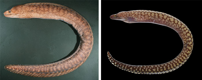 곰치(Kidako moray). Gymnothorax kidako