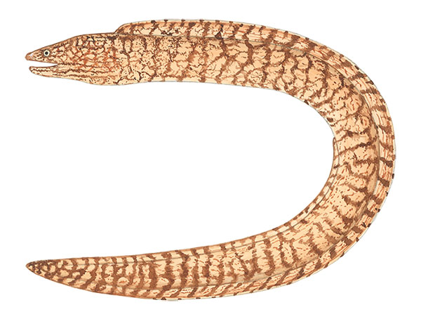 곰치(Kidako moray). Gymnothorax kidako