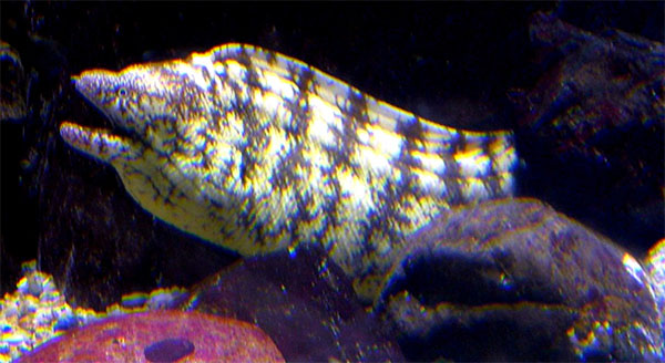 곰치(Kidako moray). Gymnothorax kidako