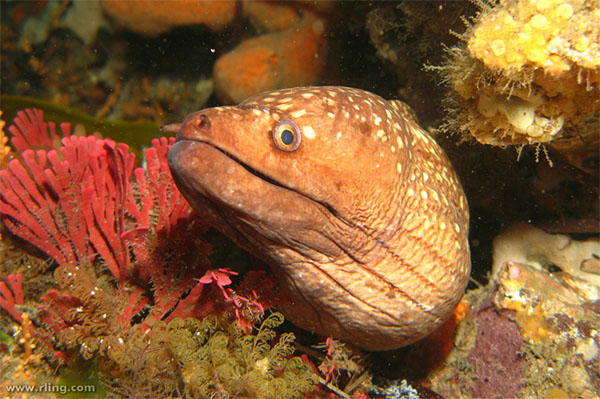 백설곰치(Australian mottled moray). Gymnothorax prionodon