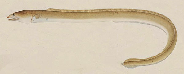 갈물뱀(Manetail snake eel). Ophichthus urolophus
