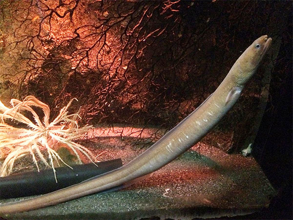 갈물뱀(Manetail snake eel). Ophichthus urolophus