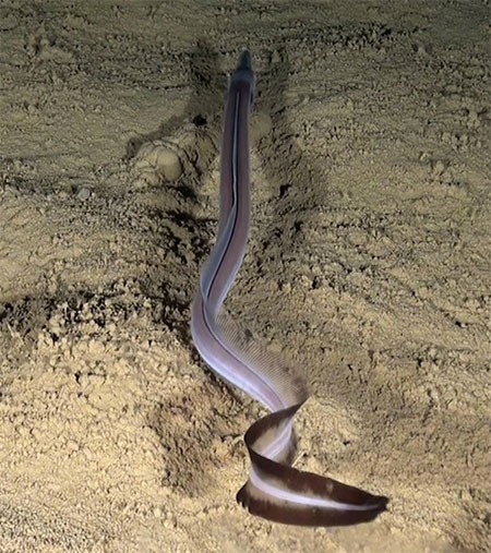 오리주둥이장어과 Family Nettastomatidae