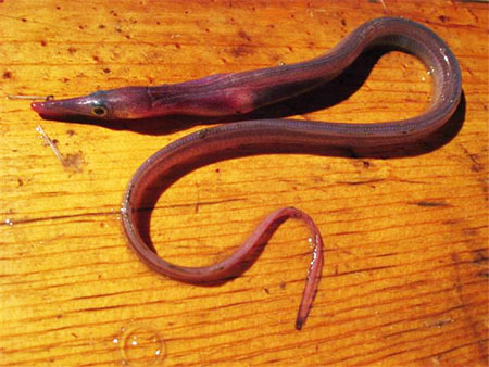 오리주둥이장어과 Family Nettastomatidae