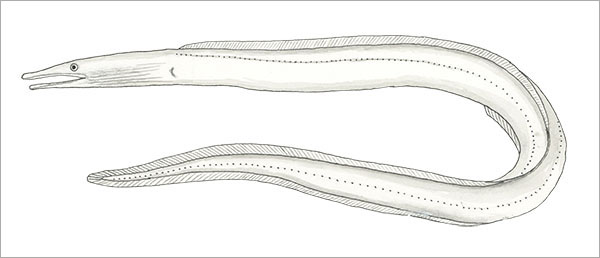 오리주둥이장어(Bridge duckbill eel). Nettenchelys gephyra