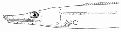 오리주둥이장어(Bridge duckbill eel). Nettenchelys gephyra