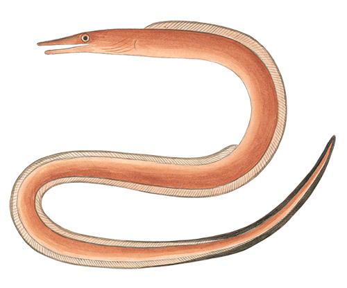 오리주둥이장어(Bridge duckbill eel). Nettenchelys gephyra