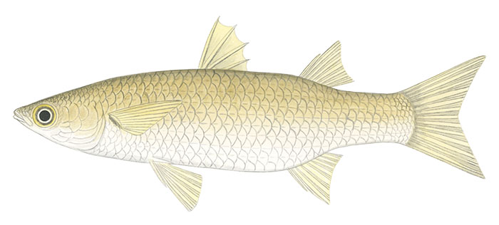 큰비늘숭어(Largescale mullet). Planiliza macrolepis