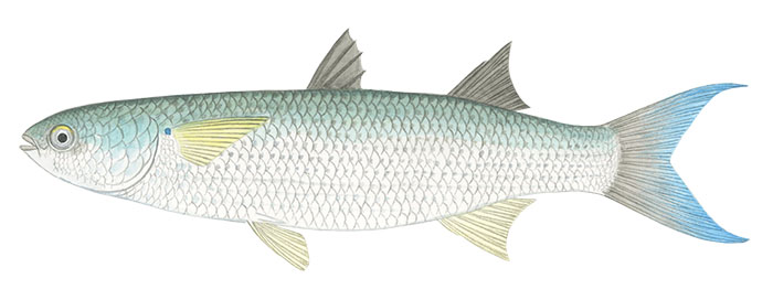 초승꼬리숭어(Bluespot mullet). Crenimugil seheli
