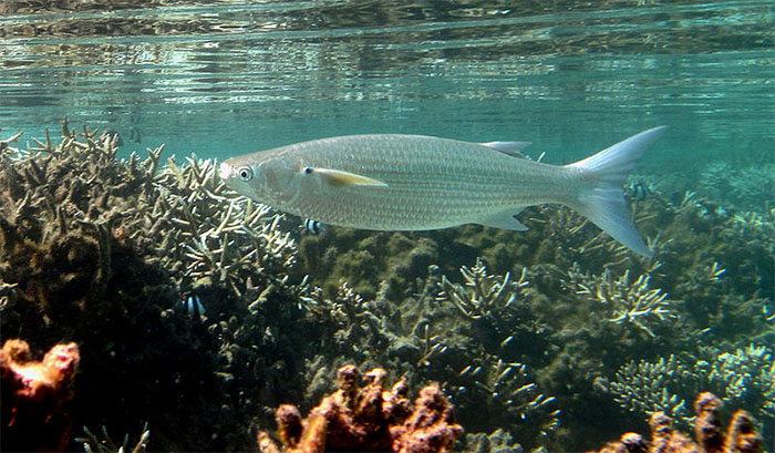 솔잎숭어(Hornlip mullet) Plicomugil labiosus