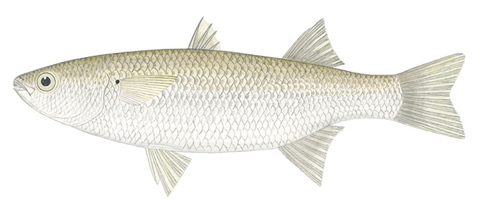 솔잎숭어(Hornlip mullet) Plicomugil labiosus