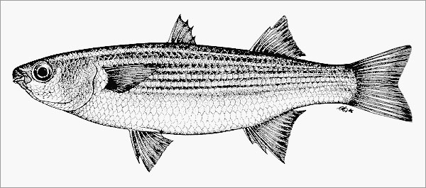 솔잎숭어(Hornlip mullet) Plicomugil labiosus