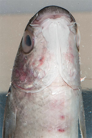 솔잎숭어(Hornlip mullet) Plicomugil labiosus