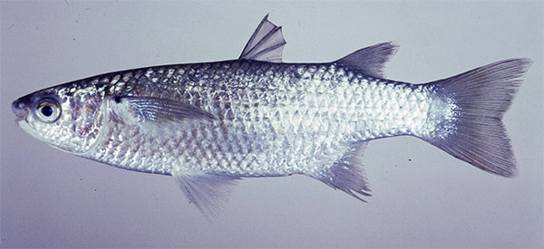 솔잎숭어(Hornlip mullet) Plicomugil labiosus