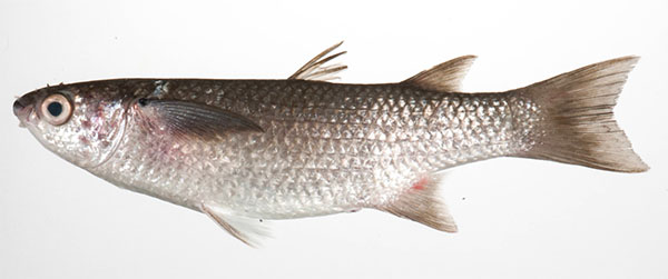 솔잎숭어(Hornlip mullet) Plicomugil labiosus