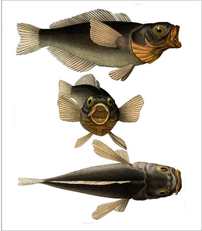 남극암치과 Family Nototheniidae(Cod icefishes)
