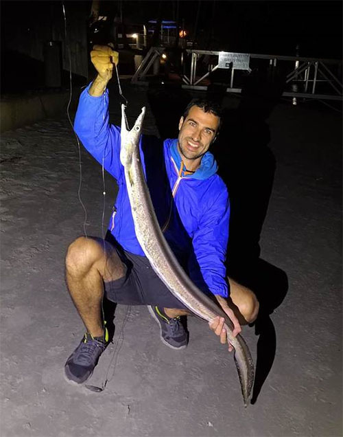 갈창갯장어(Common pike conger). Muraenesox bagio