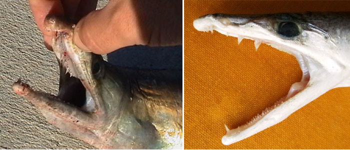 갈창갯장어(Common pike conger). Muraenesox bagio