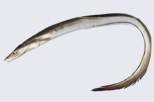 갈창갯장어(Common pike conger). Muraenesox bagio