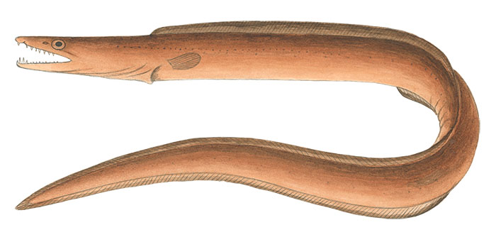 갈창갯장어(Common pike conger). Muraenesox bagio