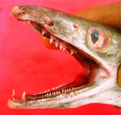 갯장어(Daggertooth pike conger). Muraenesox cinereus