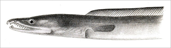 갯장어(Daggertooth pike conger). Muraenesox cinereus
