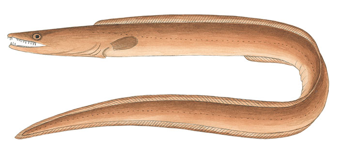 갯장어(Daggertooth pike conger). Muraenesox cinereus