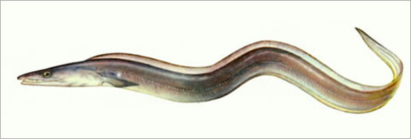 갯장어(Daggertooth pike conger). Muraenesox cinereus